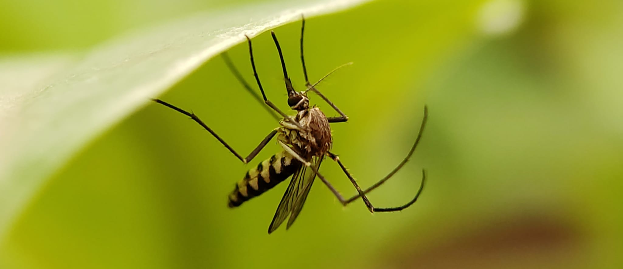 Wat te doen tegen insecten in Scandinavië