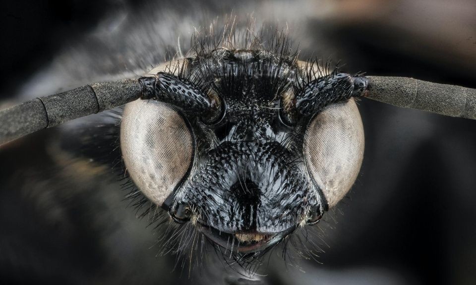 Zo herken en behandel je 8 veelvoorkomende insectenbeten