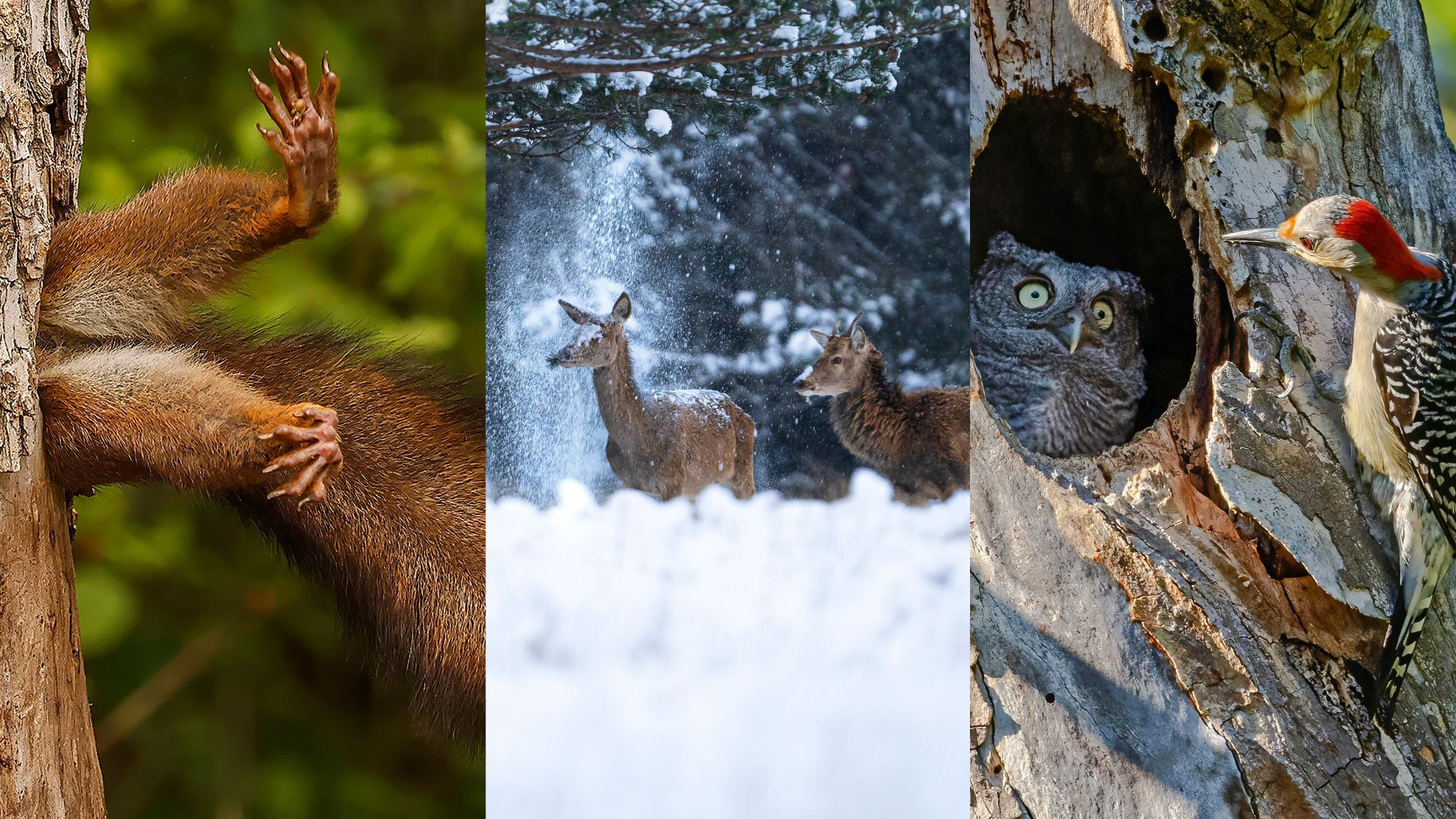 Wat vind jij de grappigste dierenfoto van 2024? Stem (en lach) nu!