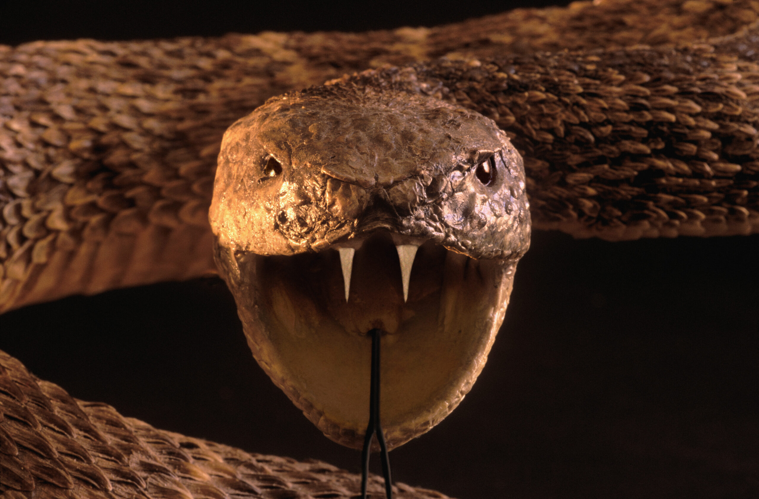 De 5 giftigste slangen ter wereld en wat te doen bij een slangenbeet